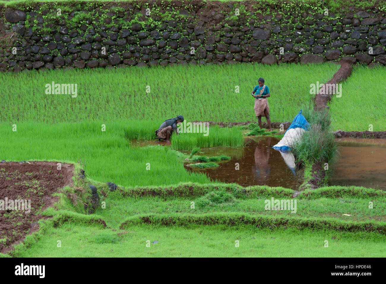 Paddy field in rain hi-res stock photography and images - Alamy