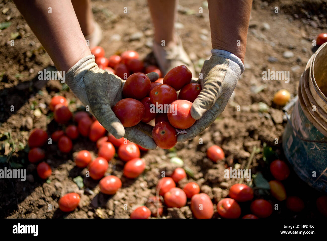 Mature processing tomato field hi-res stock photography and images - Alamy