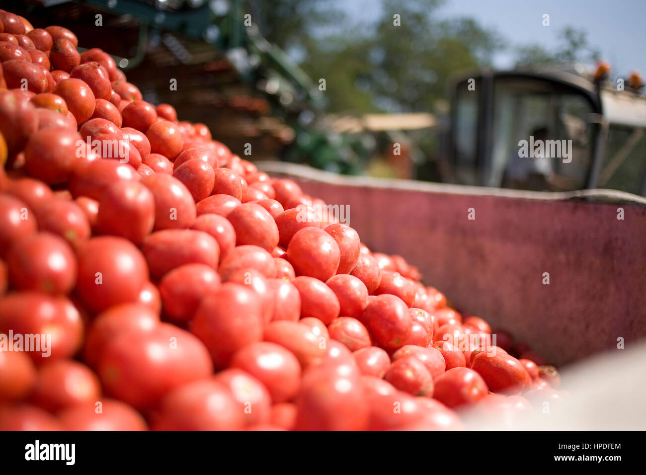 Mature processing tomato field hi-res stock photography and images - Alamy