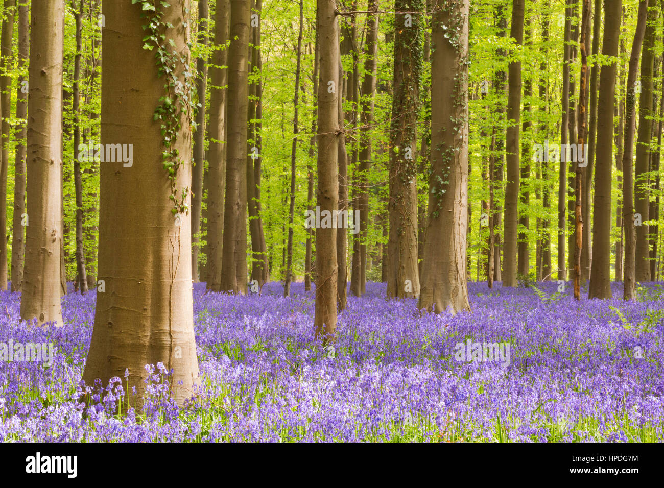 A beautiful blooming bluebell forest. Photographed in the Forest of ...