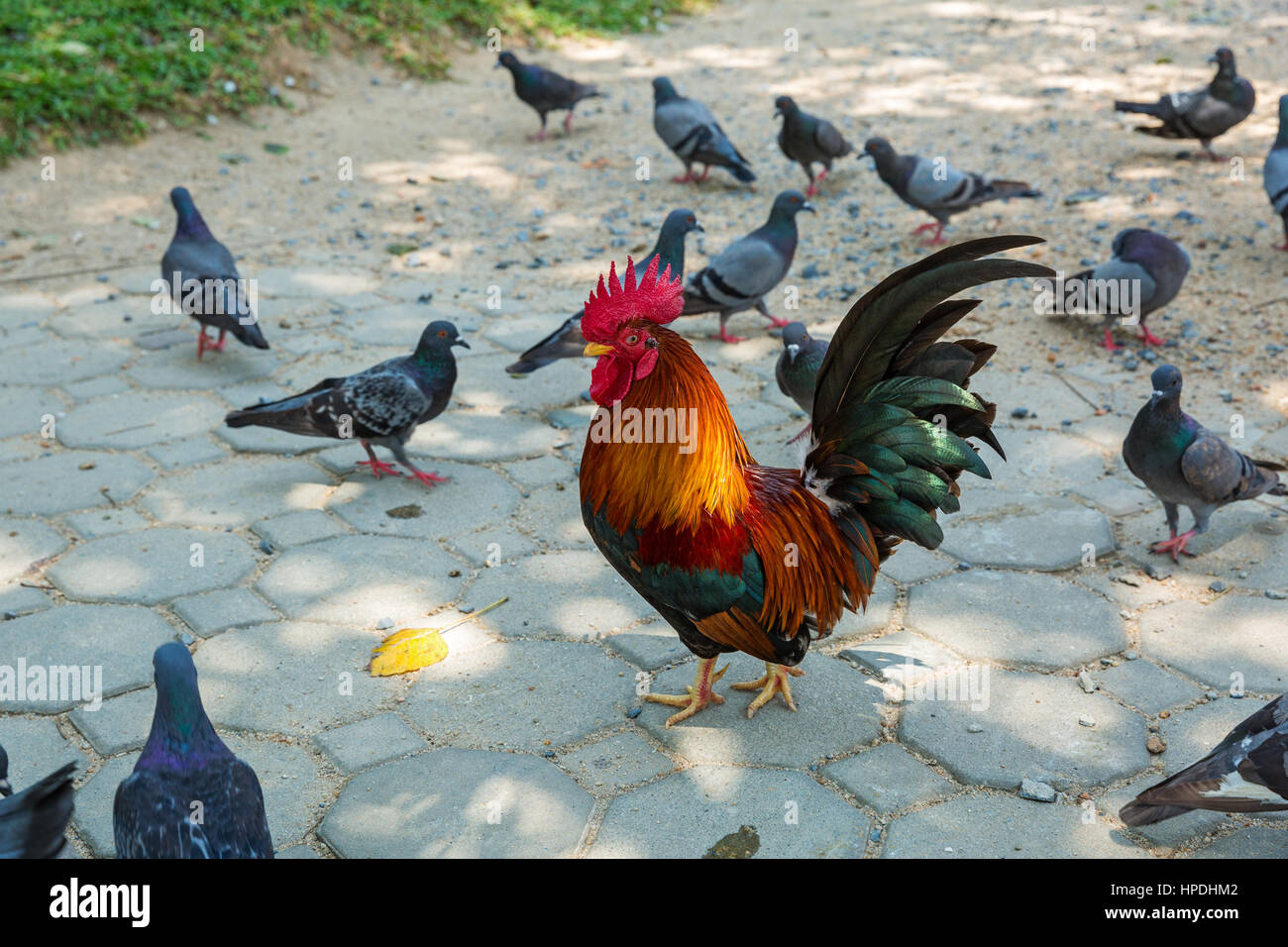 Rooster and pigeons walking together on the road Stock Photo - Alamy