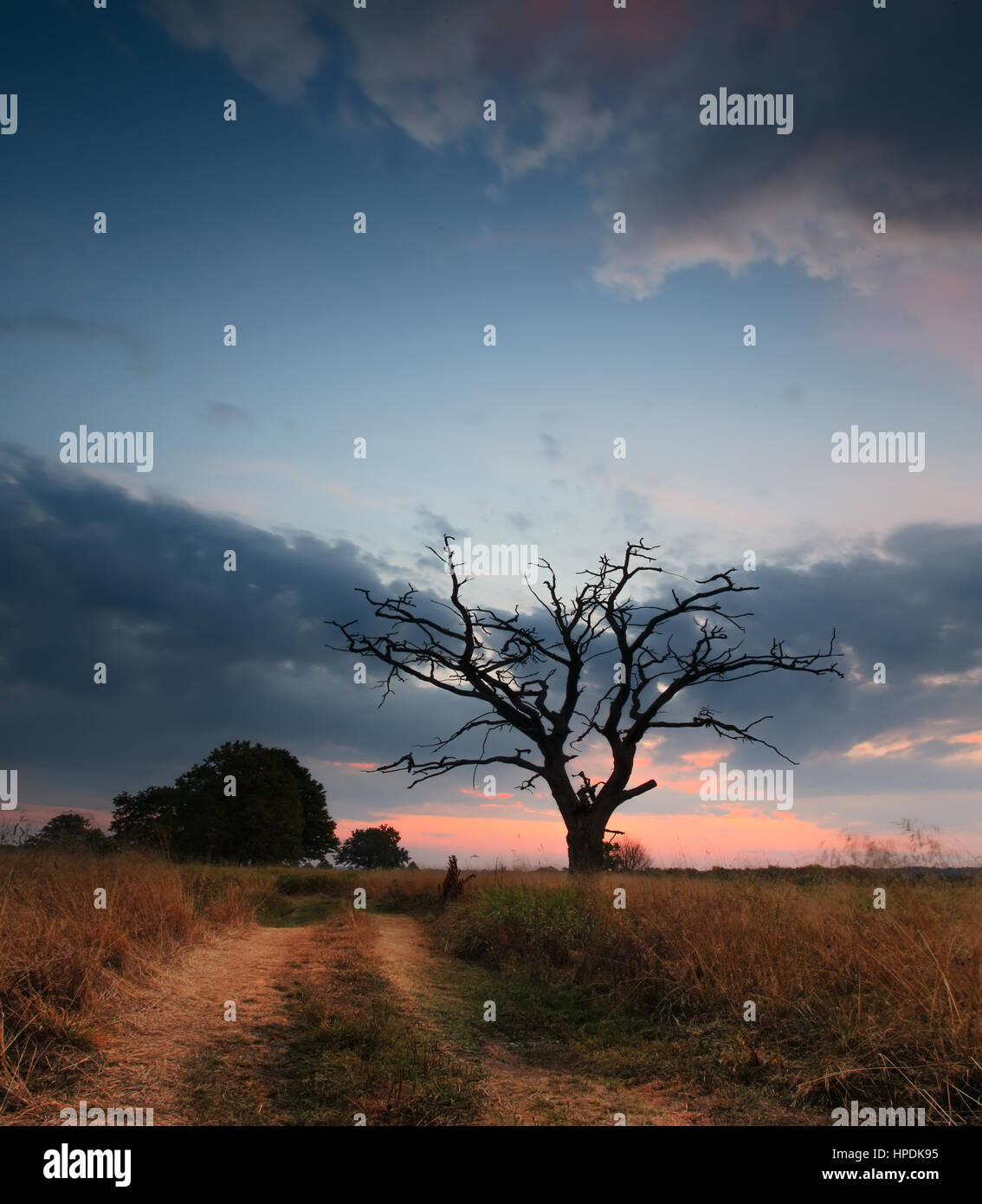 Old dry oak tree in front of the sunset orange sky Stock Photo - Alamy