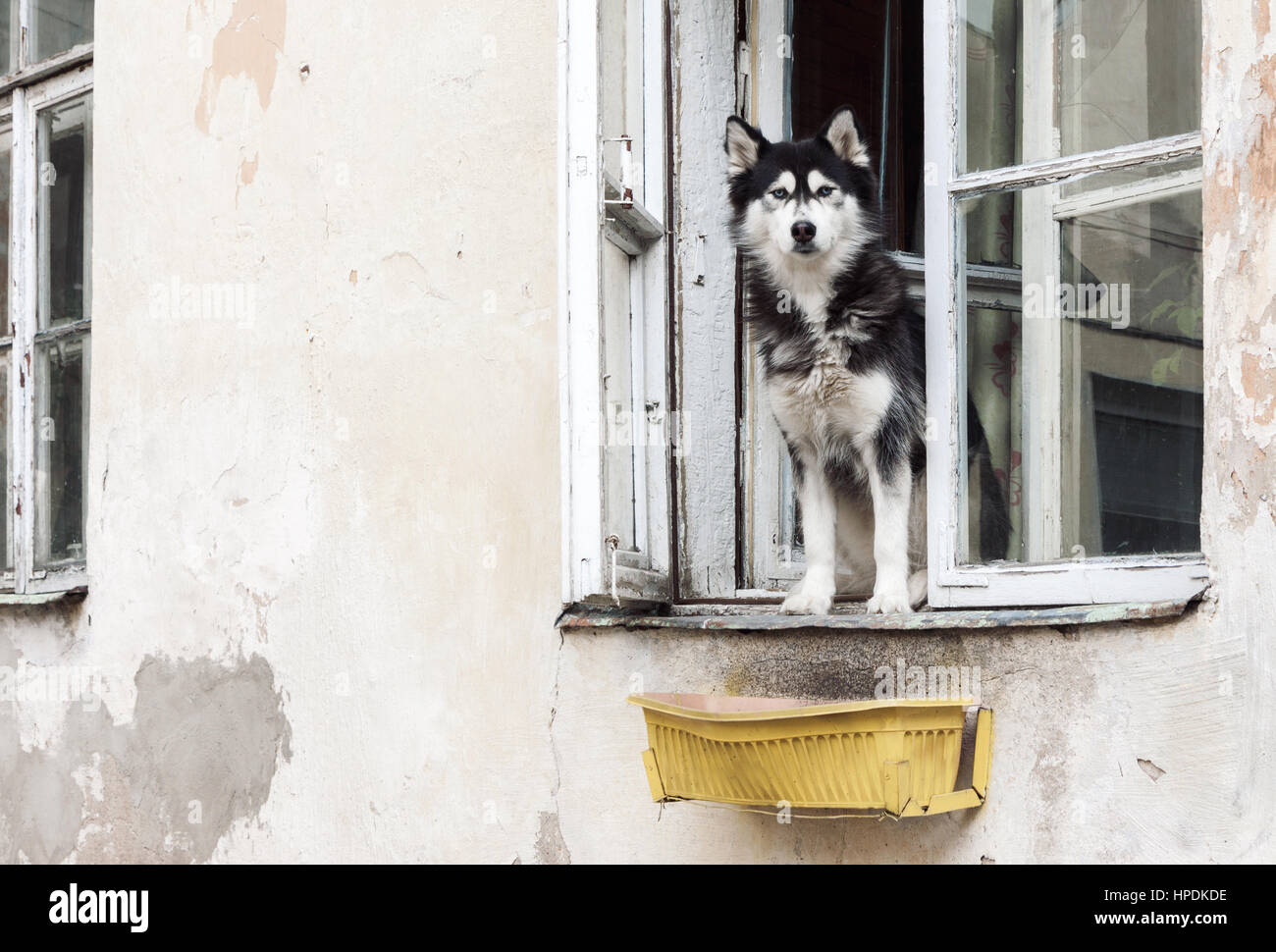 Husky dog sitting at opened house window and looking straight to camera ...