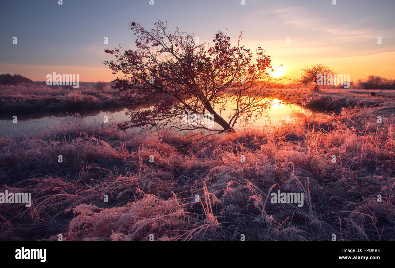 Sun shines on frozen pink grass with reflection on lake Stock Photo - Alamy
