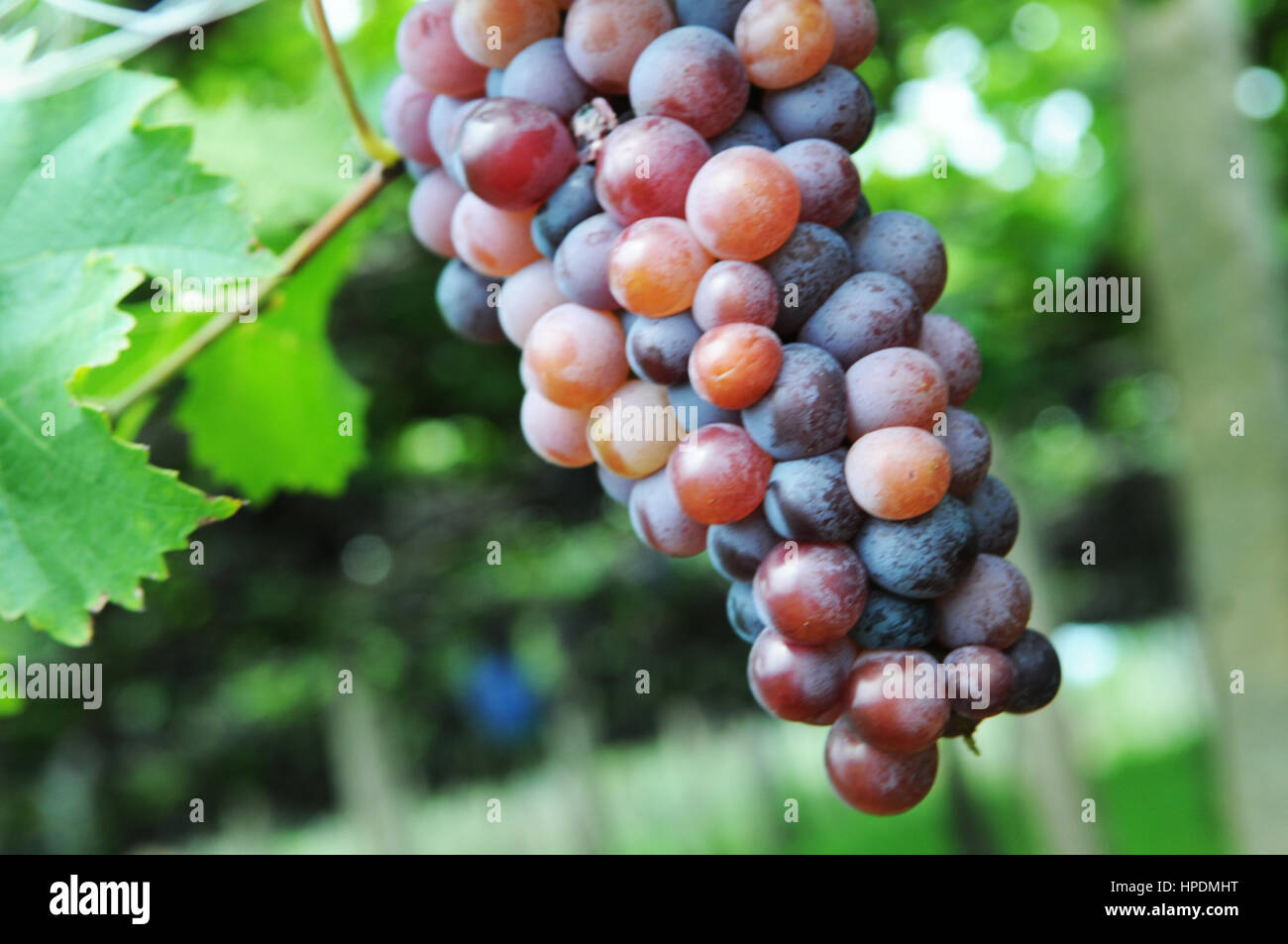 Botanically berry hi-res stock photography and images - Alamy