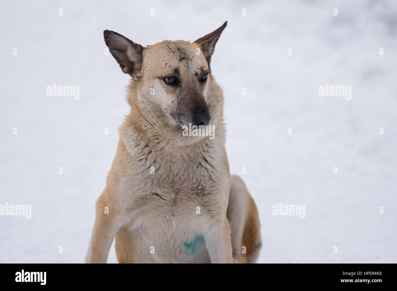 Dog With Scar Stock Photos & Dog With Scar Stock Images - Alamy