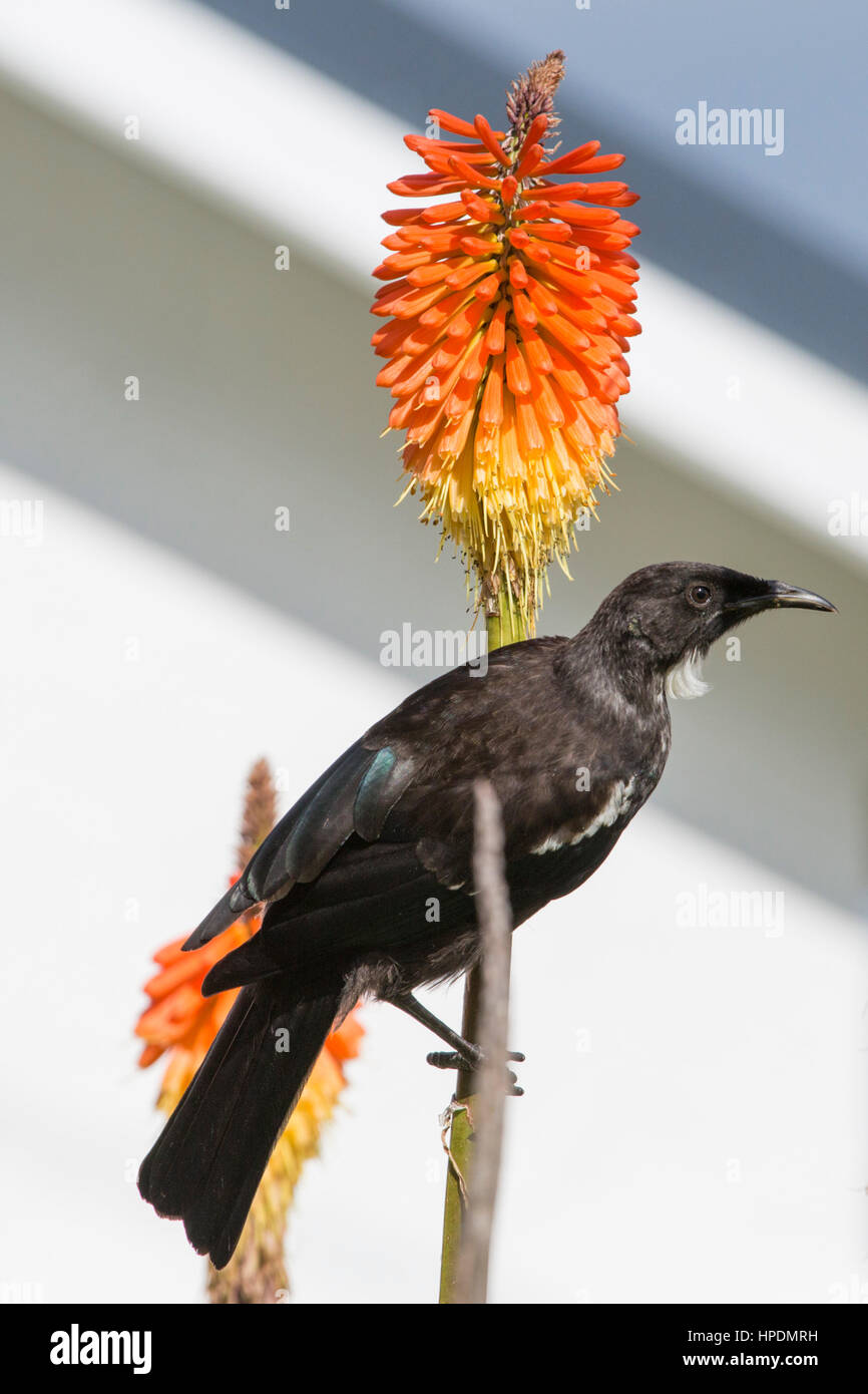 Pounawea, Catlins Conservation Area, Otago, New Zealand. Tui ...