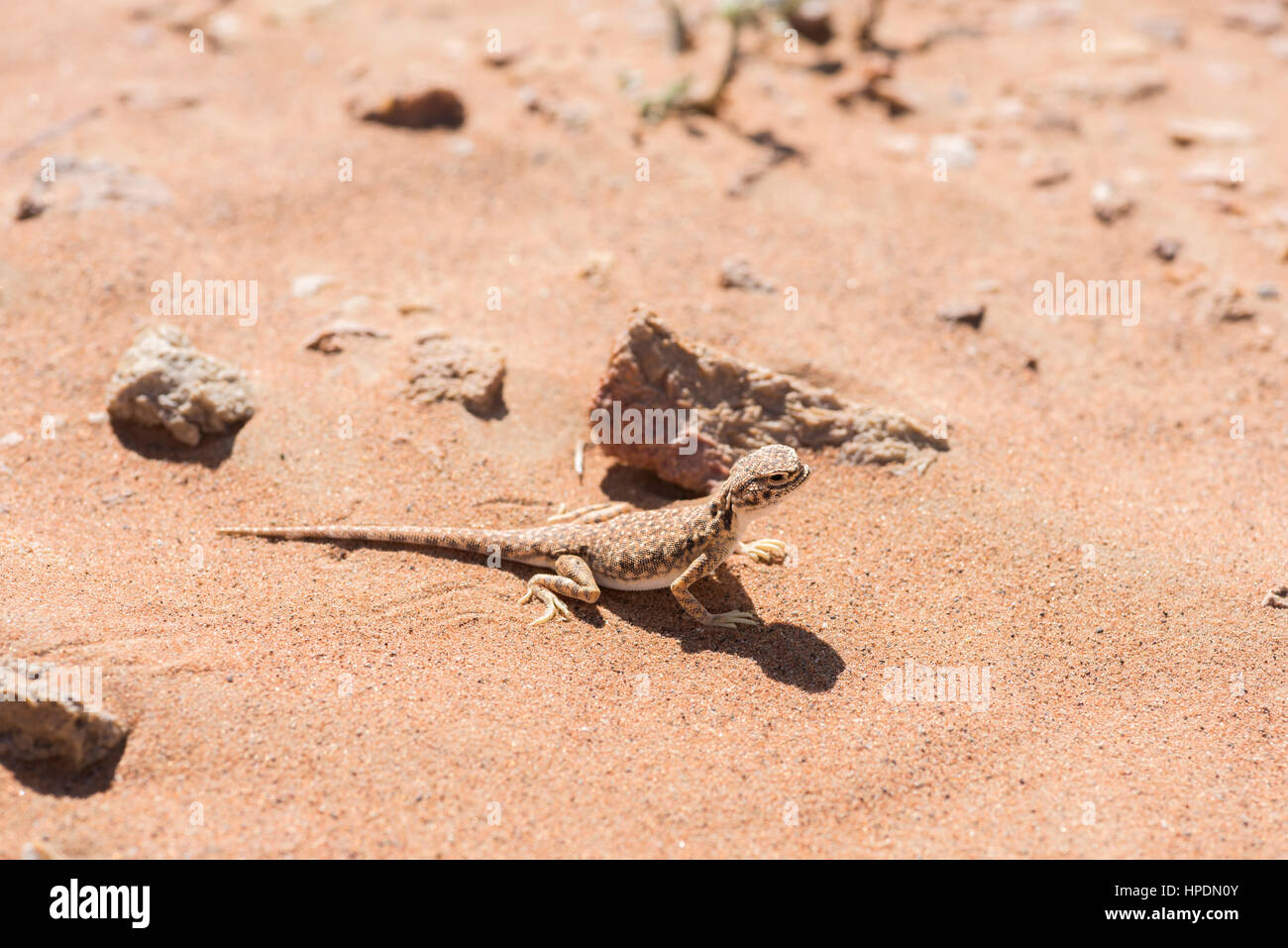 Arabian toad-headed agama (Phrynocephalus arabicus) close-up in the ...