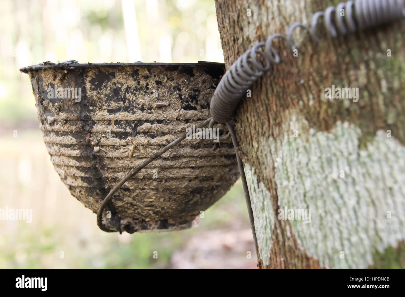 Cup for rubber latex in the rubber tree plantation in Thailand Stock ...