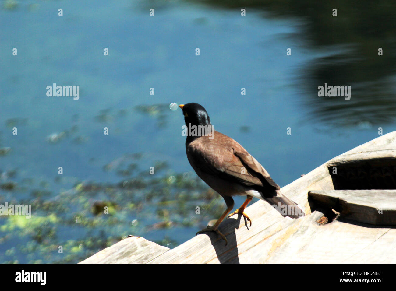 Kashmir Bird (Photo Copyright © Saji Maramon Stock Photo - Alamy