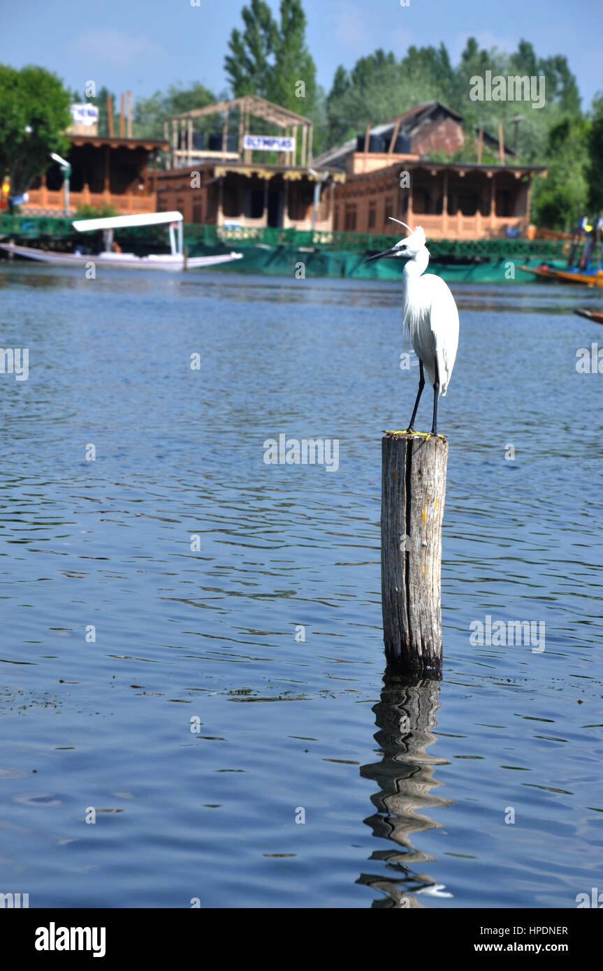 Kashmir Bird (Photo Copyright © Saji Maramon Stock Photo - Alamy