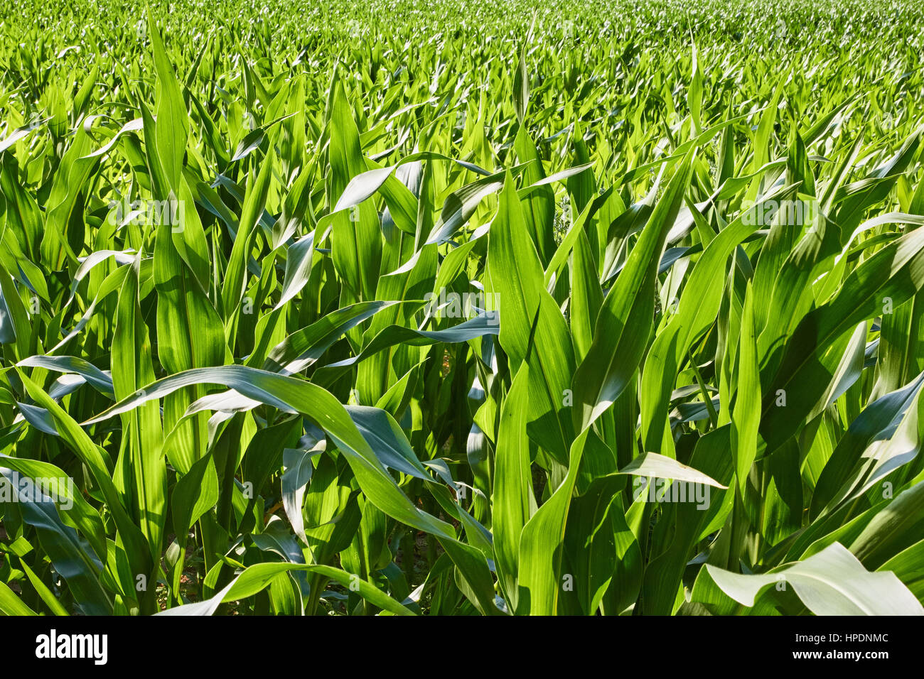 Bornholm meadow hi-res stock photography and images - Alamy