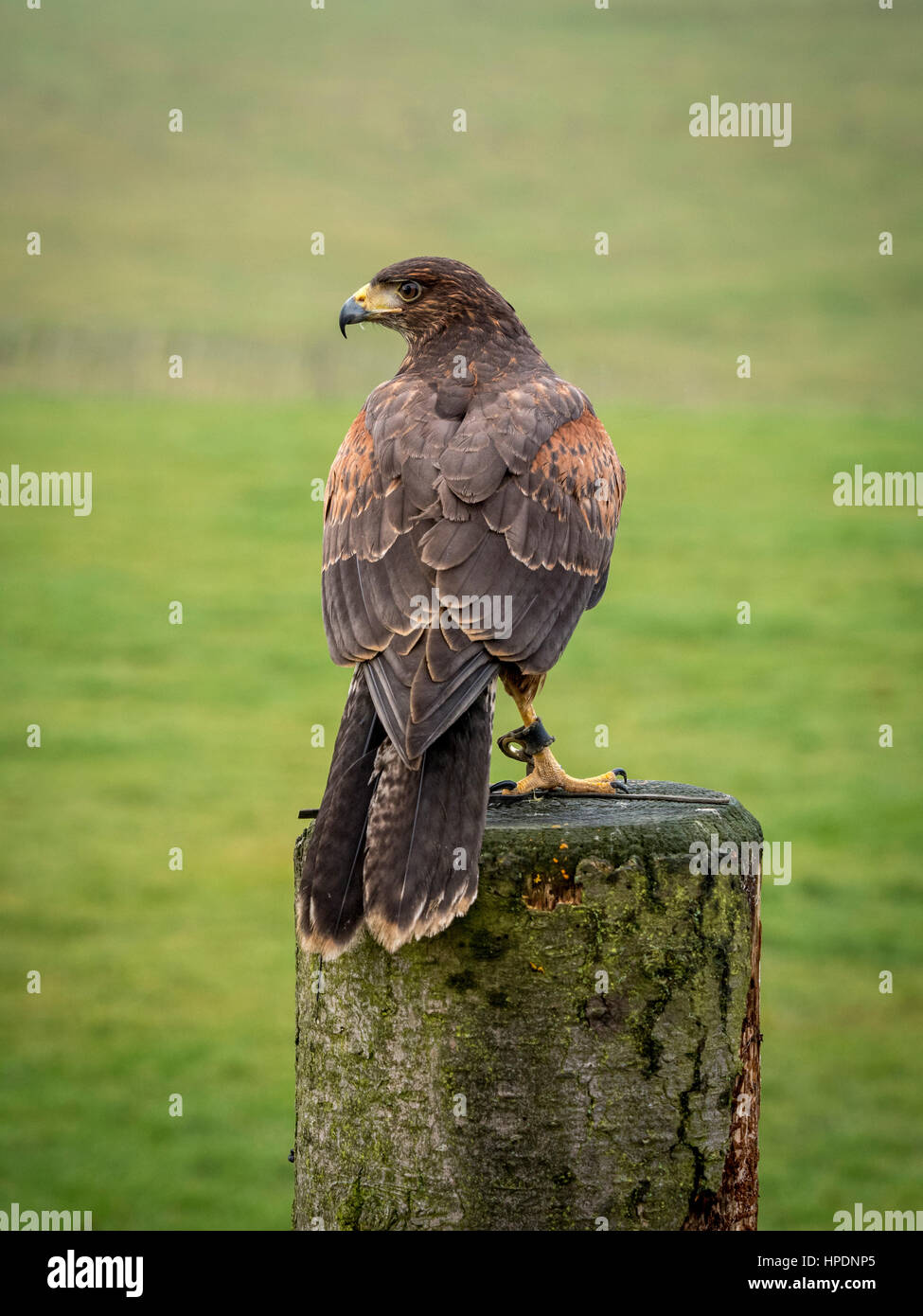 Harris Hawk on perch Stock Photo - Alamy