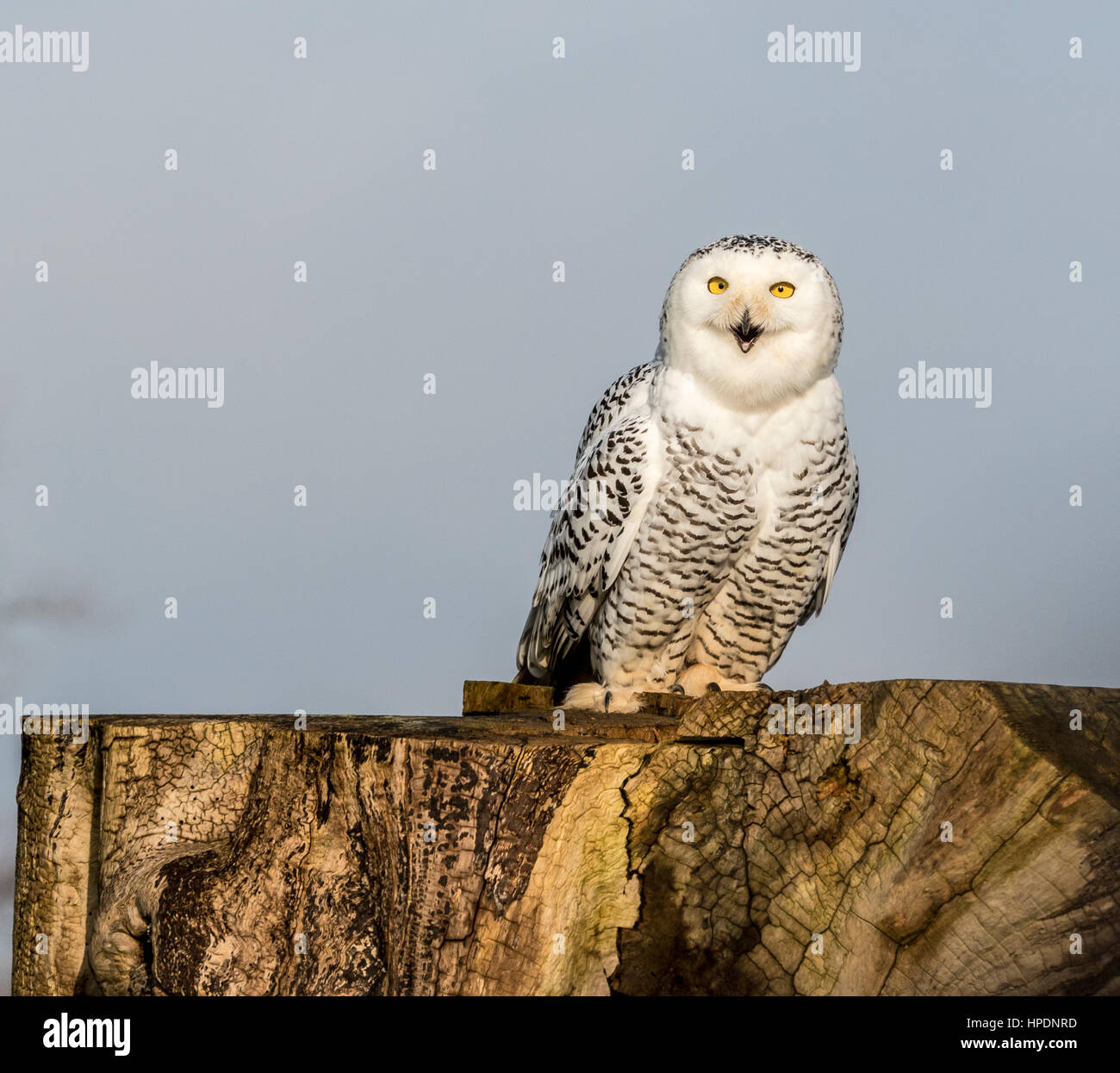 Snowy Owl on perch Stock Photo - Alamy