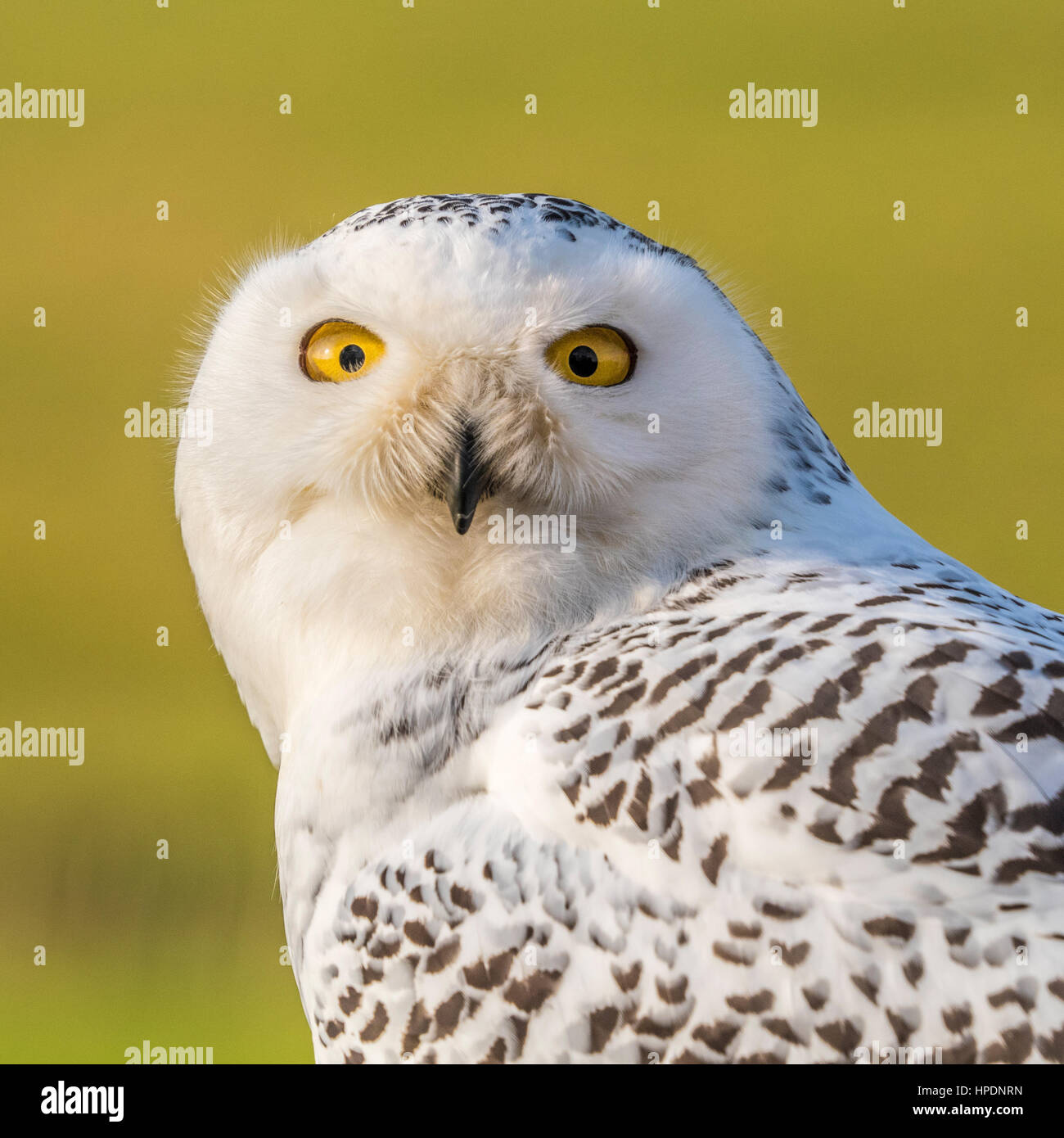 Close up of Snowy Owl Stock Photo - Alamy