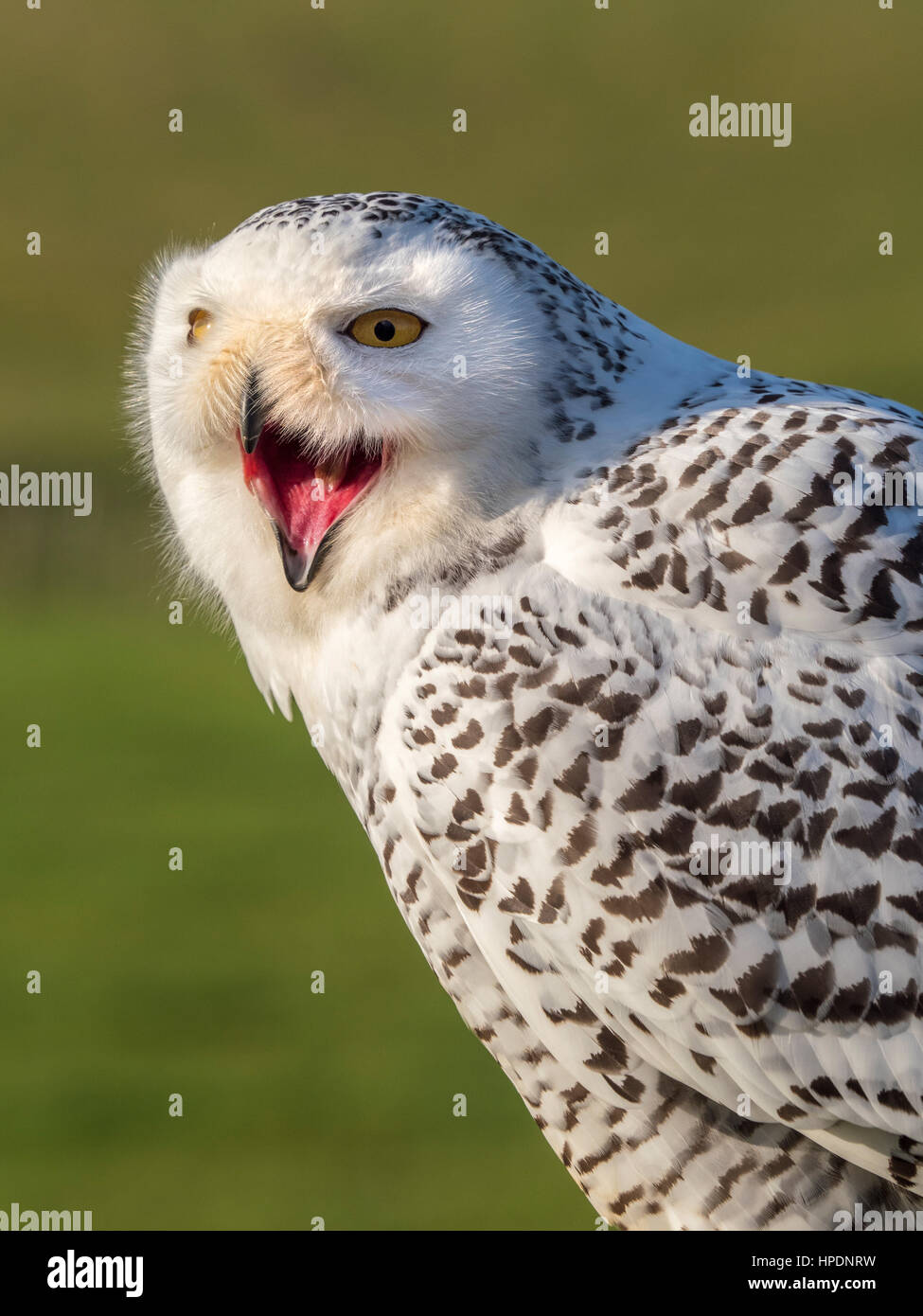 Owl with beak open hi-res stock photography and images - Alamy