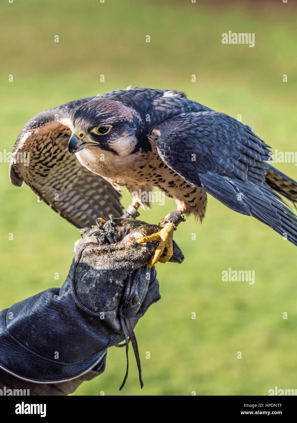 Lanner falcon perched on Falconers leather gloved hand Stock Photo - Alamy