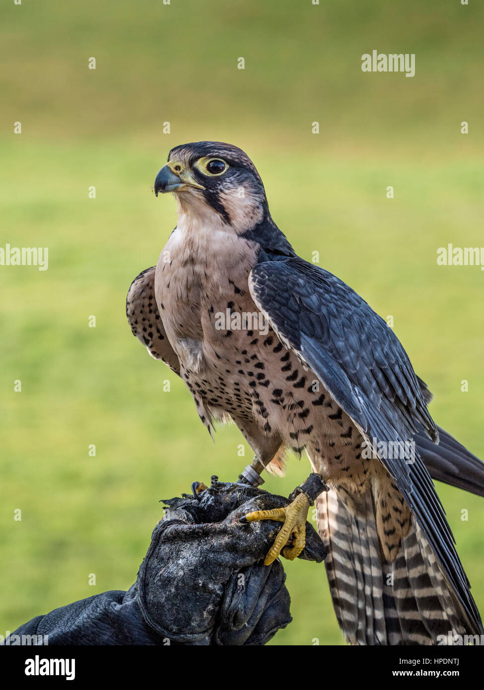 Falcon on gloved hand hi-res stock photography and images - Alamy
