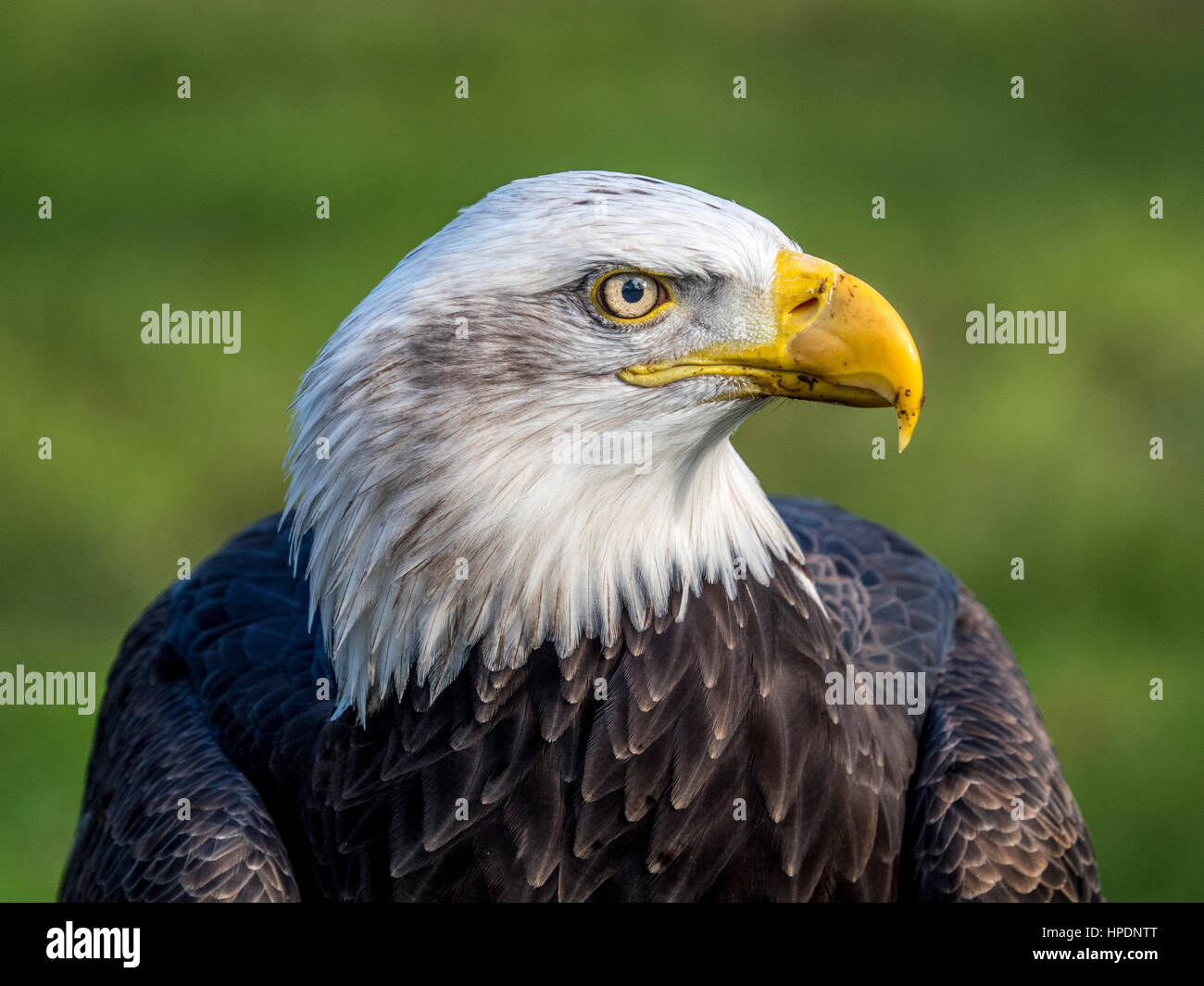 Close up of American Bald Eagle head Stock Photo - Alamy