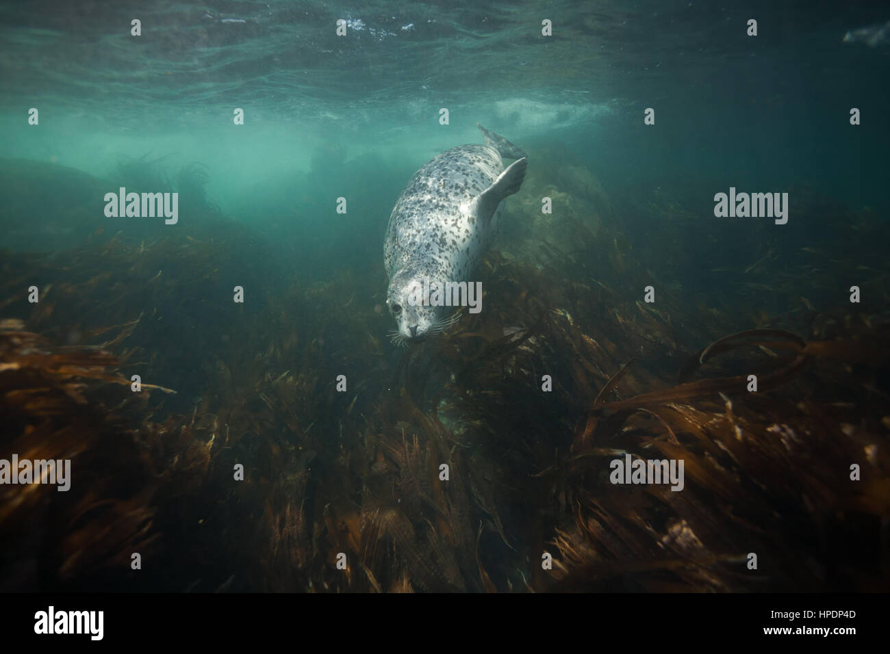 Phoca largha (Larga Seal, Spotted Seal) underwater pictures Stock Photo ...