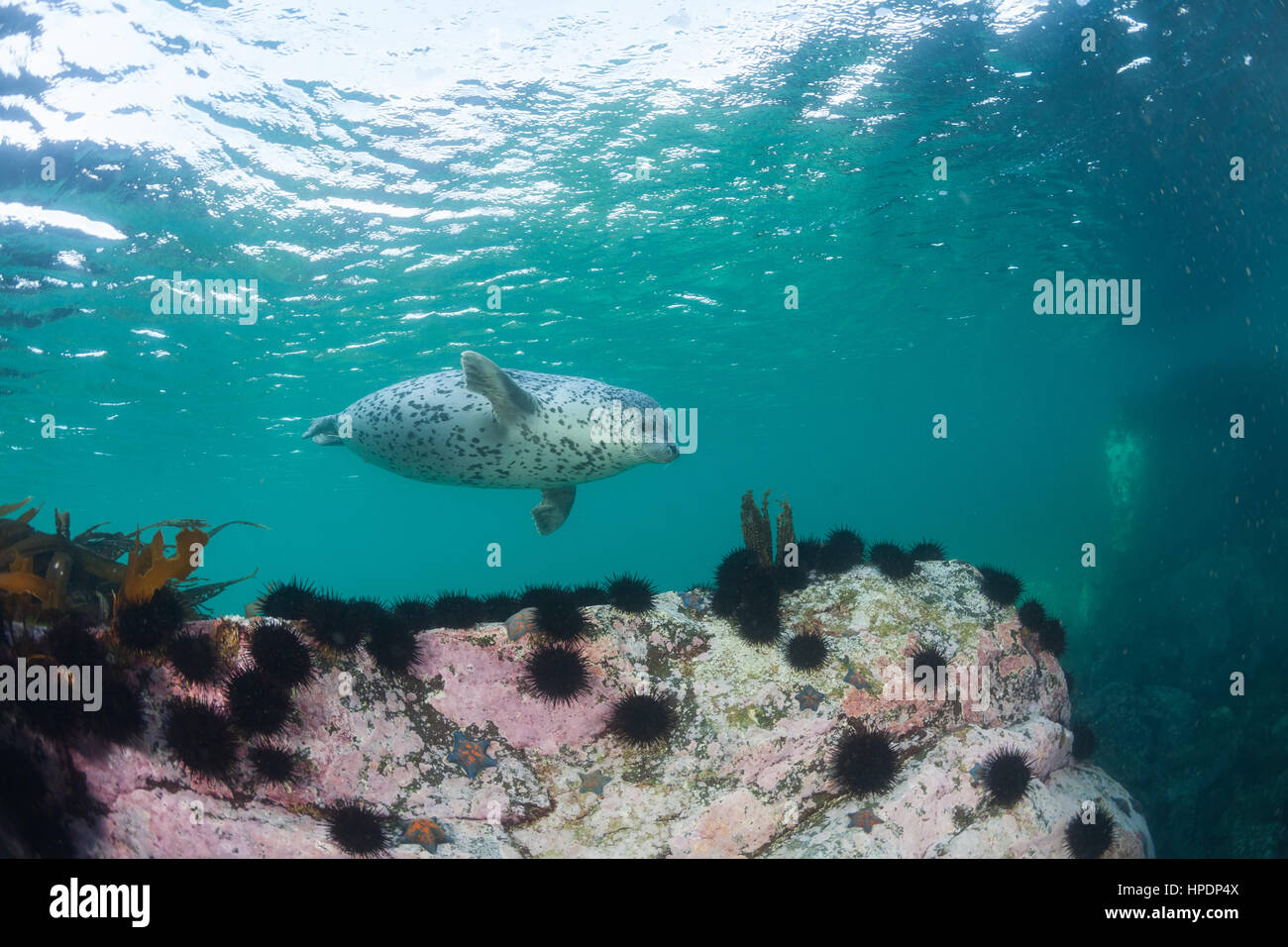 Phoca largha (Larga Seal, Spotted Seal) underwater pictures Stock Photo ...