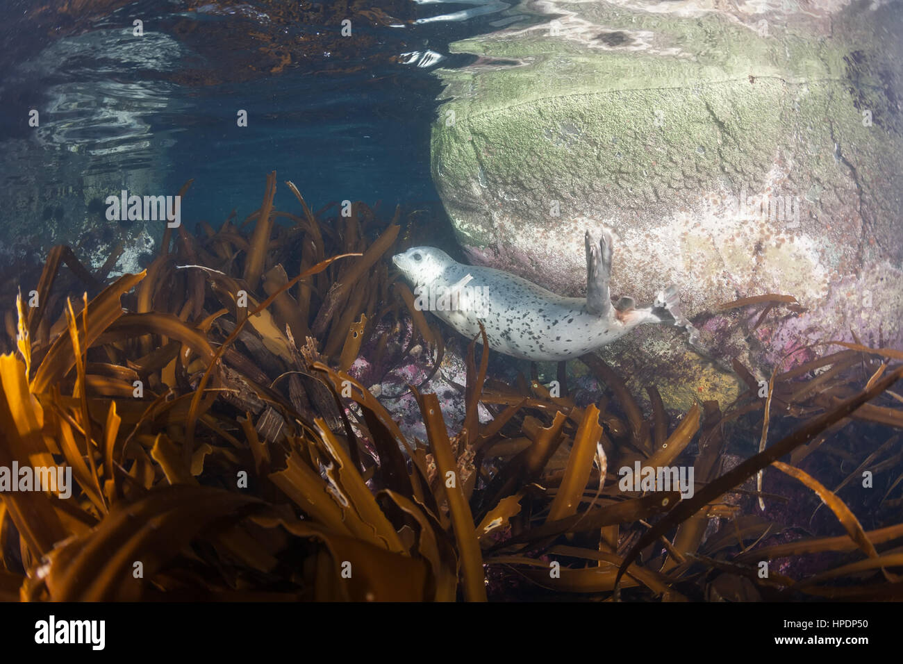 Phoca largha (Larga Seal, Spotted Seal) underwater pictures Stock Photo ...