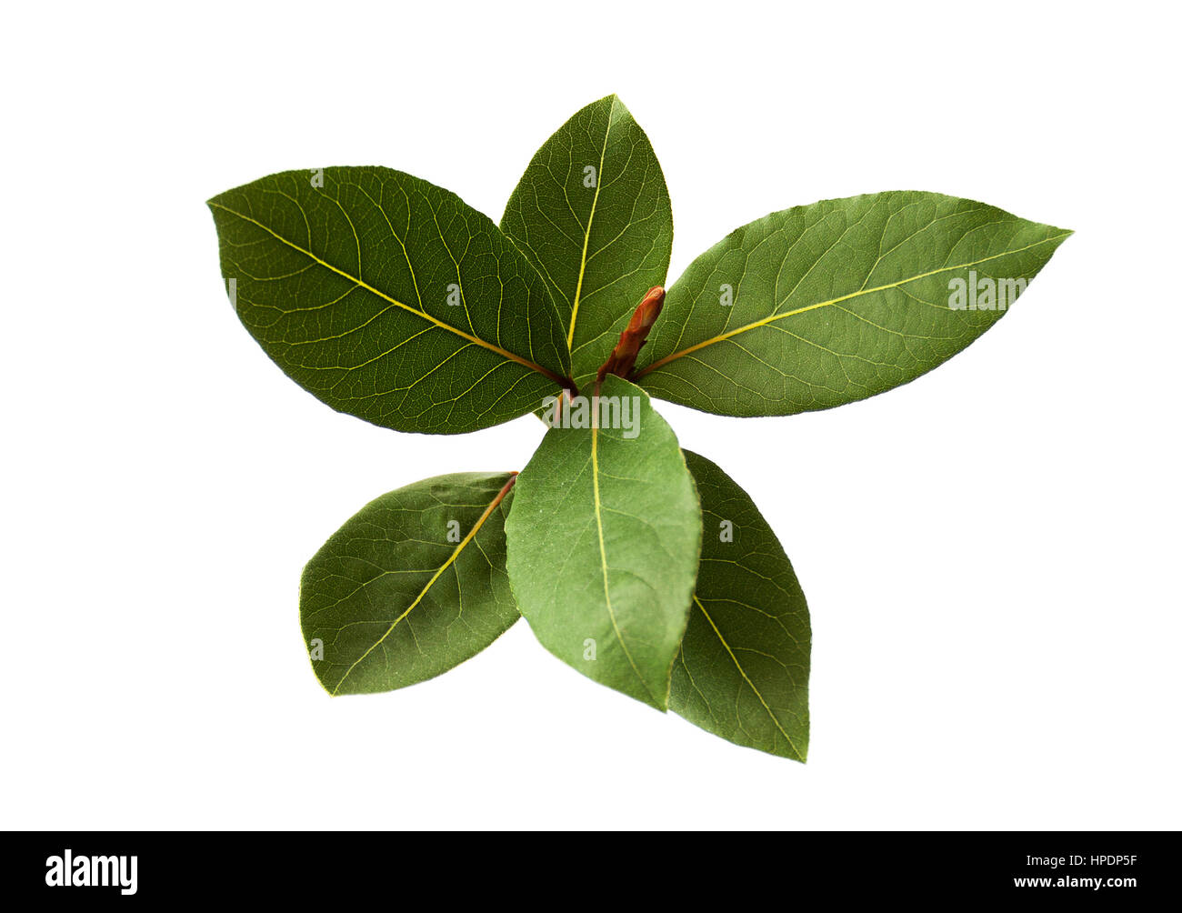 Bay leaf fresh herb plant isolated Stock Photo - Alamy