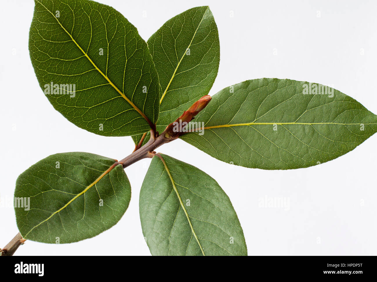 bay leaf plant isolated closeup Stock Photo - Alamy