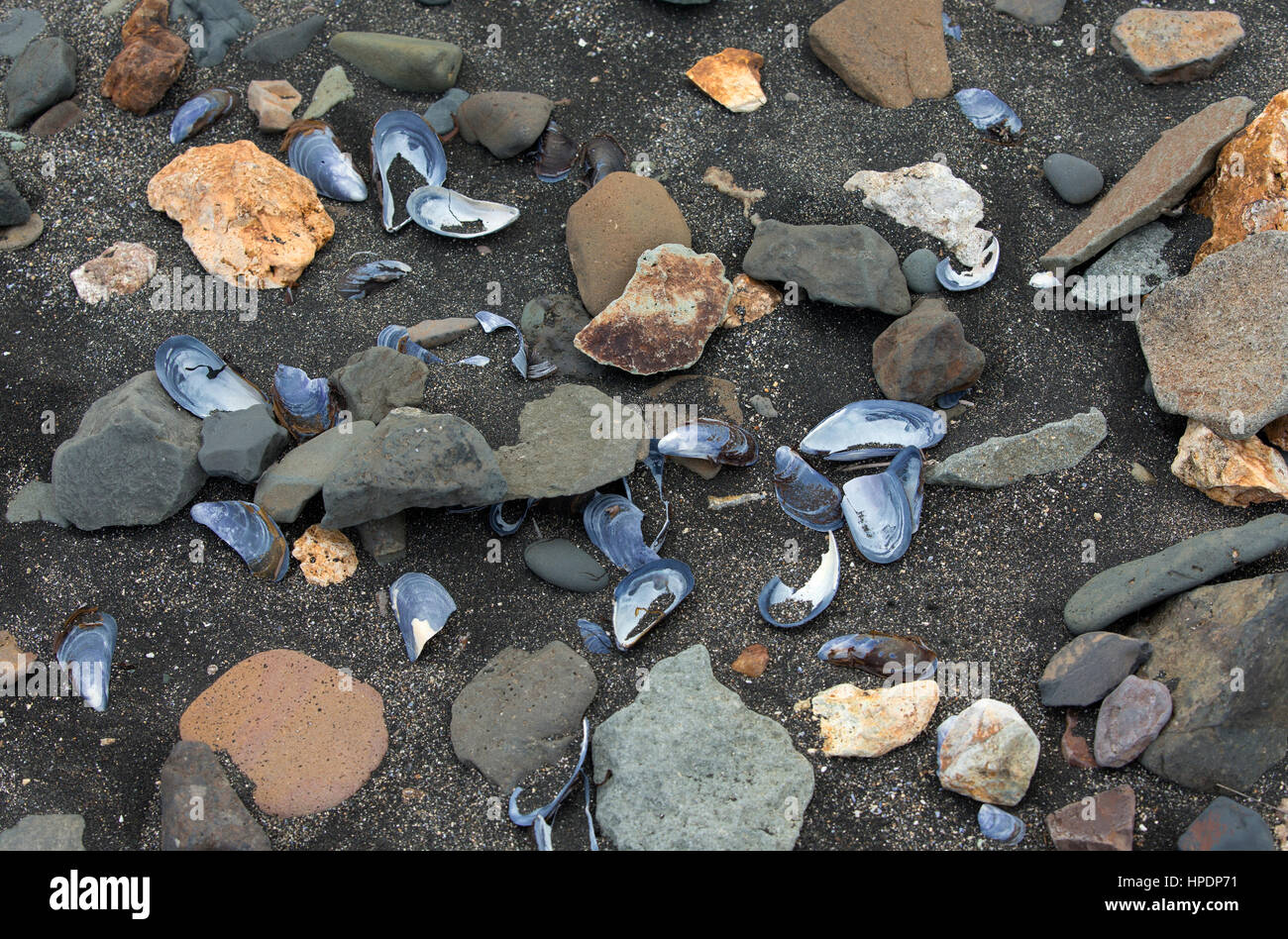 Black sand, stones and empty mussels on seashore of the Atlantic ocean ...