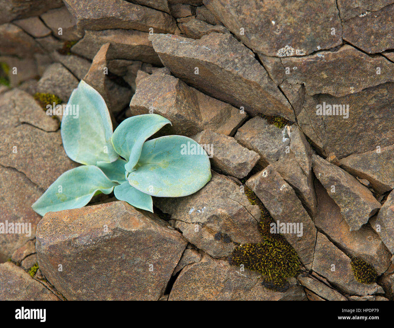 plants growing through stones on seashore Stock Photo - Alamy