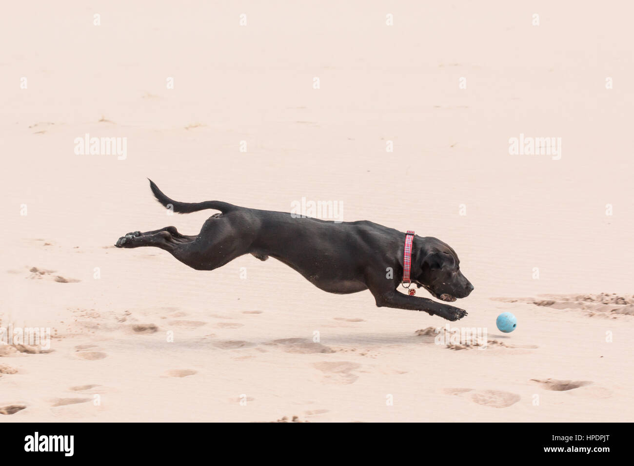 Cute black dog playing with a ball in the sand at the beach Stock Photo ...