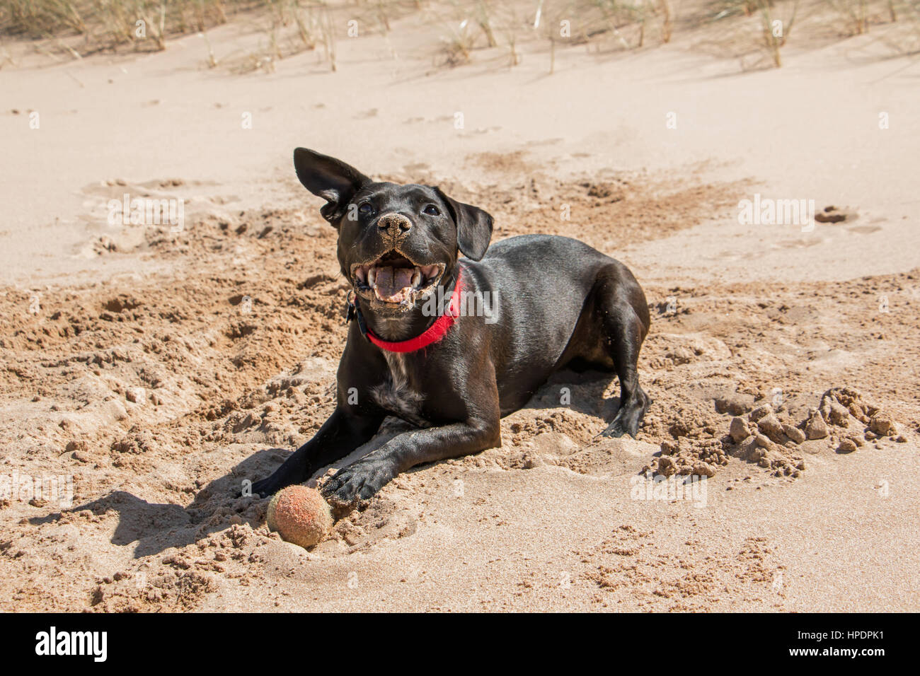 Black dog playing with a ball in the sand Stock Photo - Alamy