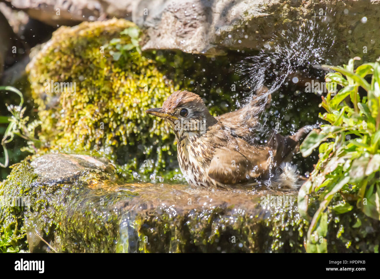 Mistle thrush having a water bath on a warm day Stock Photo - Alamy