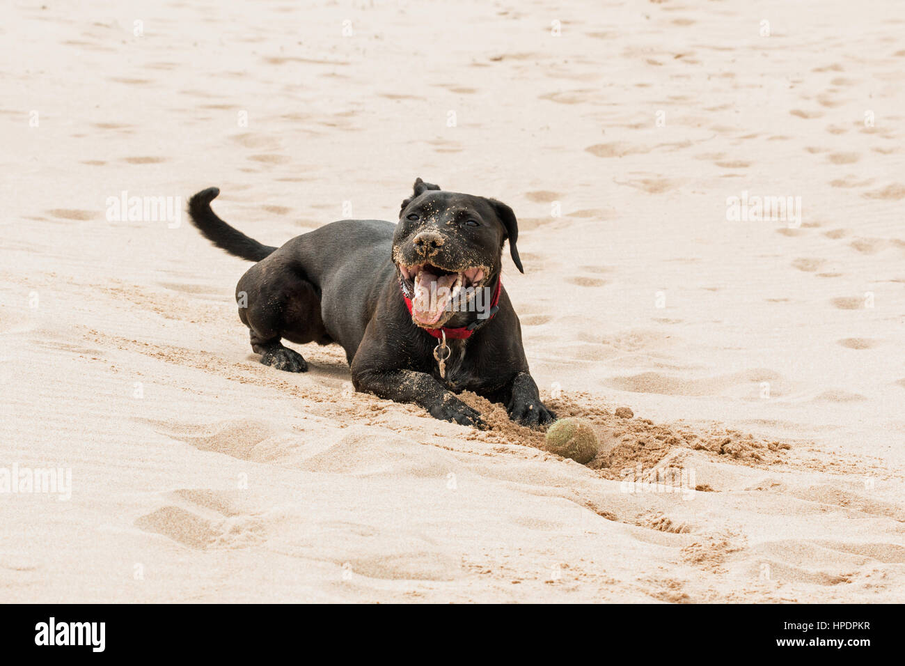 Black dog playing with a ball at the beach Stock Photo - Alamy