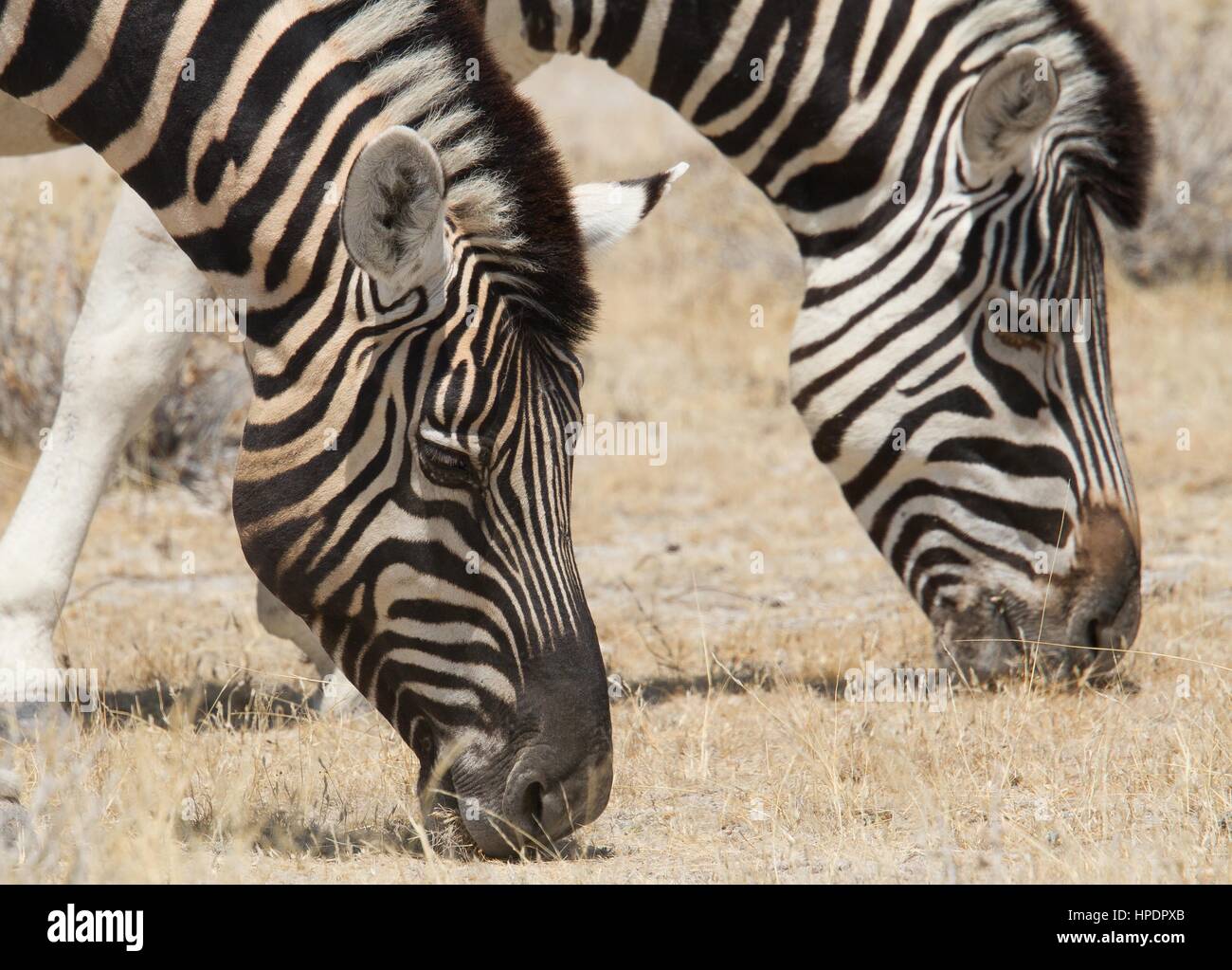 Grazing zebra namibia hi-res stock photography and images - Alamy