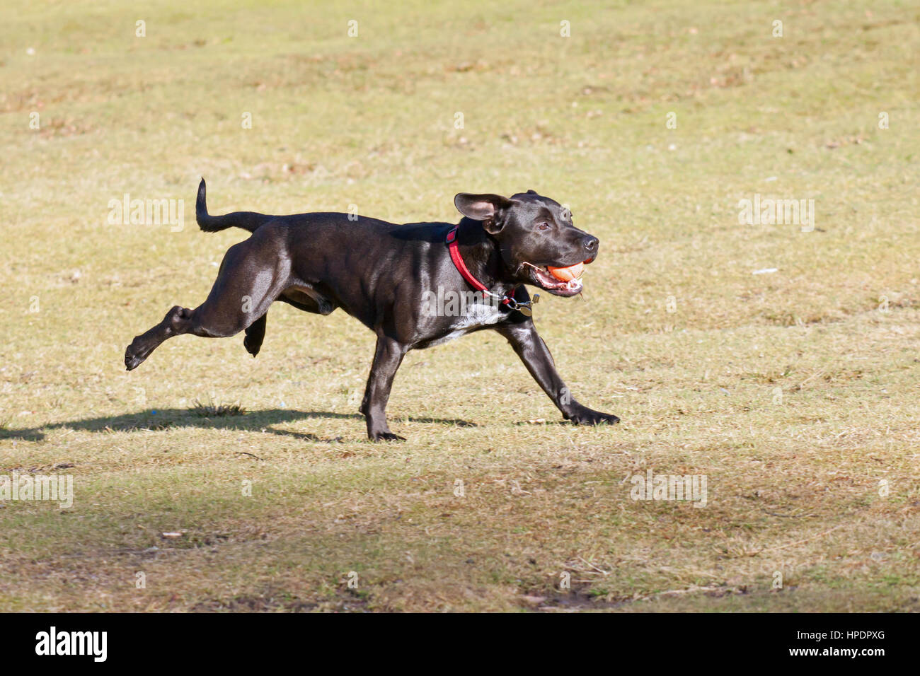 Happy black dog playing with a ball at the park Stock Photo - Alamy