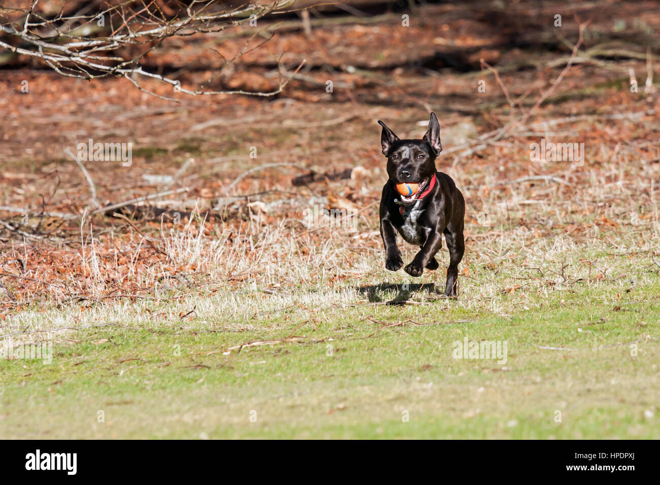 Happy black dog playing with a ball at the park Stock Photo - Alamy
