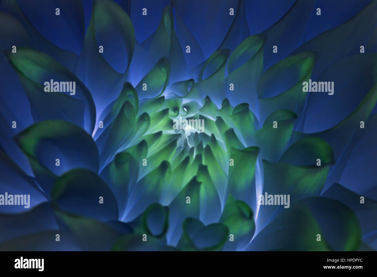 Psychedelic blue flower abstract Stock Photo - Alamy