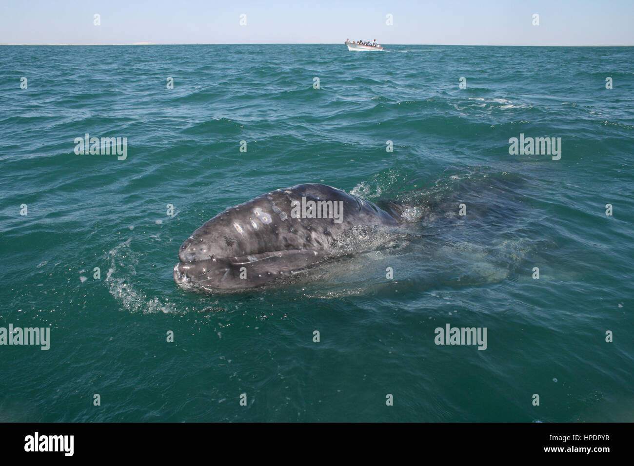 Baby whale hi-res stock photography and images - Alamy