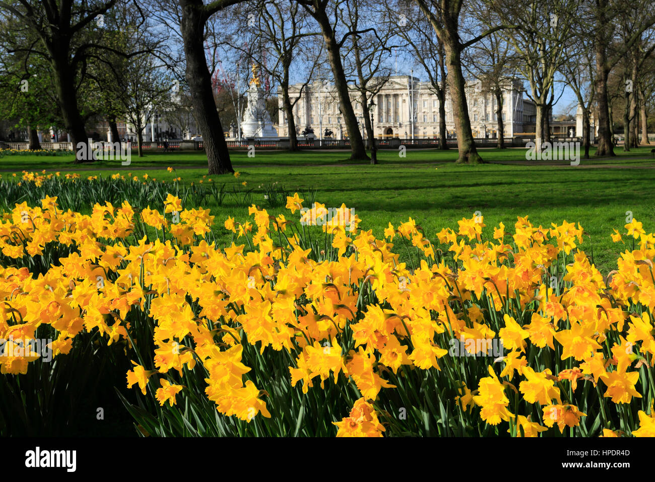 Spring Daffodils, frontage of Buckingham Palace, St James, London ...