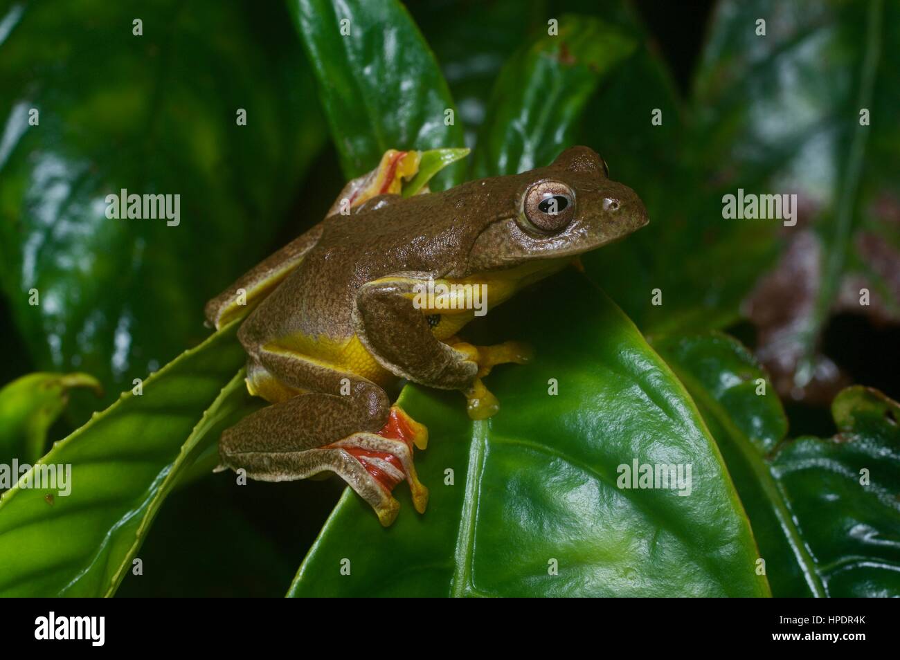 A Twin-spotted Flying Frog (Rhacophorus bipunctatus) in the rainforest ...