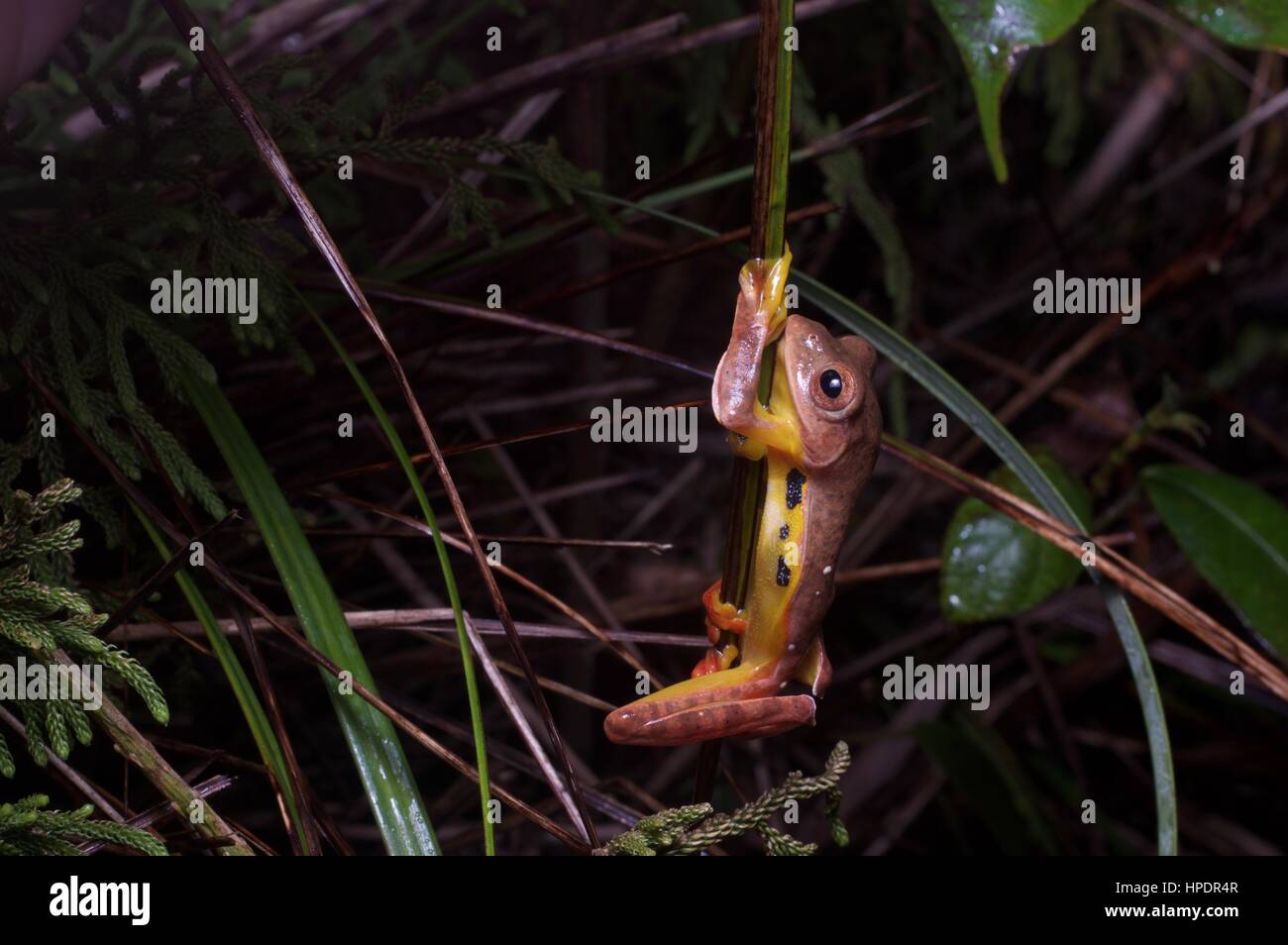 A Twin-spotted Flying Frog (Rhacophorus bipunctatus) in the rainforest ...