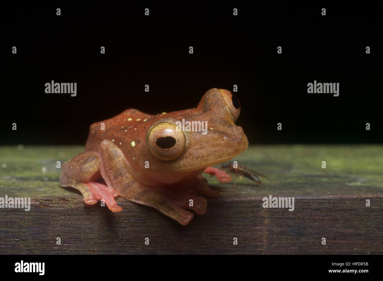 Malaysian flying frog hi-res stock photography and images - Alamy