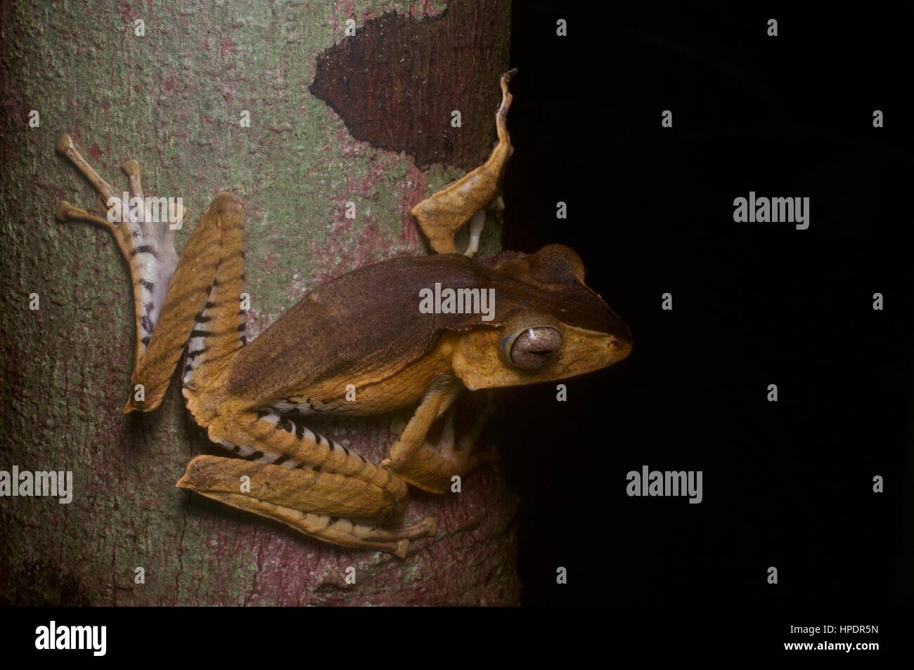 Polypedates Otilophus File Eared Tree Frog High Resolution Stock ...