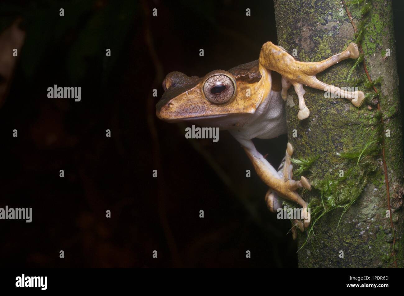 A File-eared Tree Frog (Polypedates otilophus) in the rainforest at ...