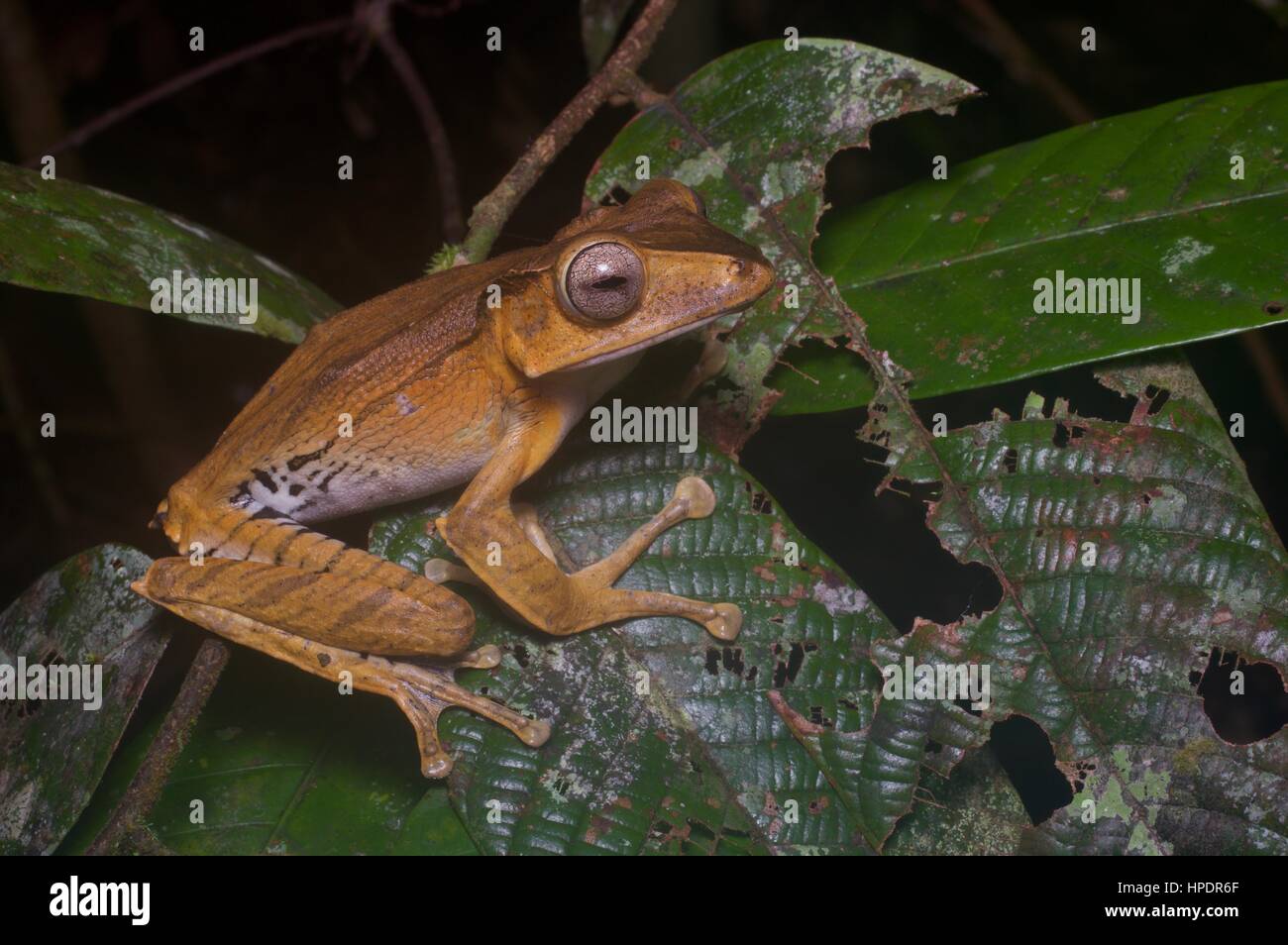 A File-eared Tree Frog (Polypedates otilophus) in the rainforest at ...