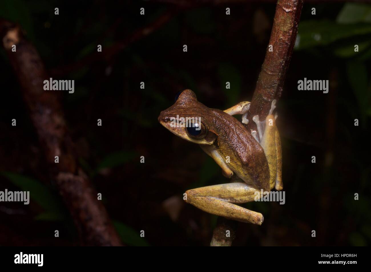 Dark rainforest hi-res stock photography and images - Alamy