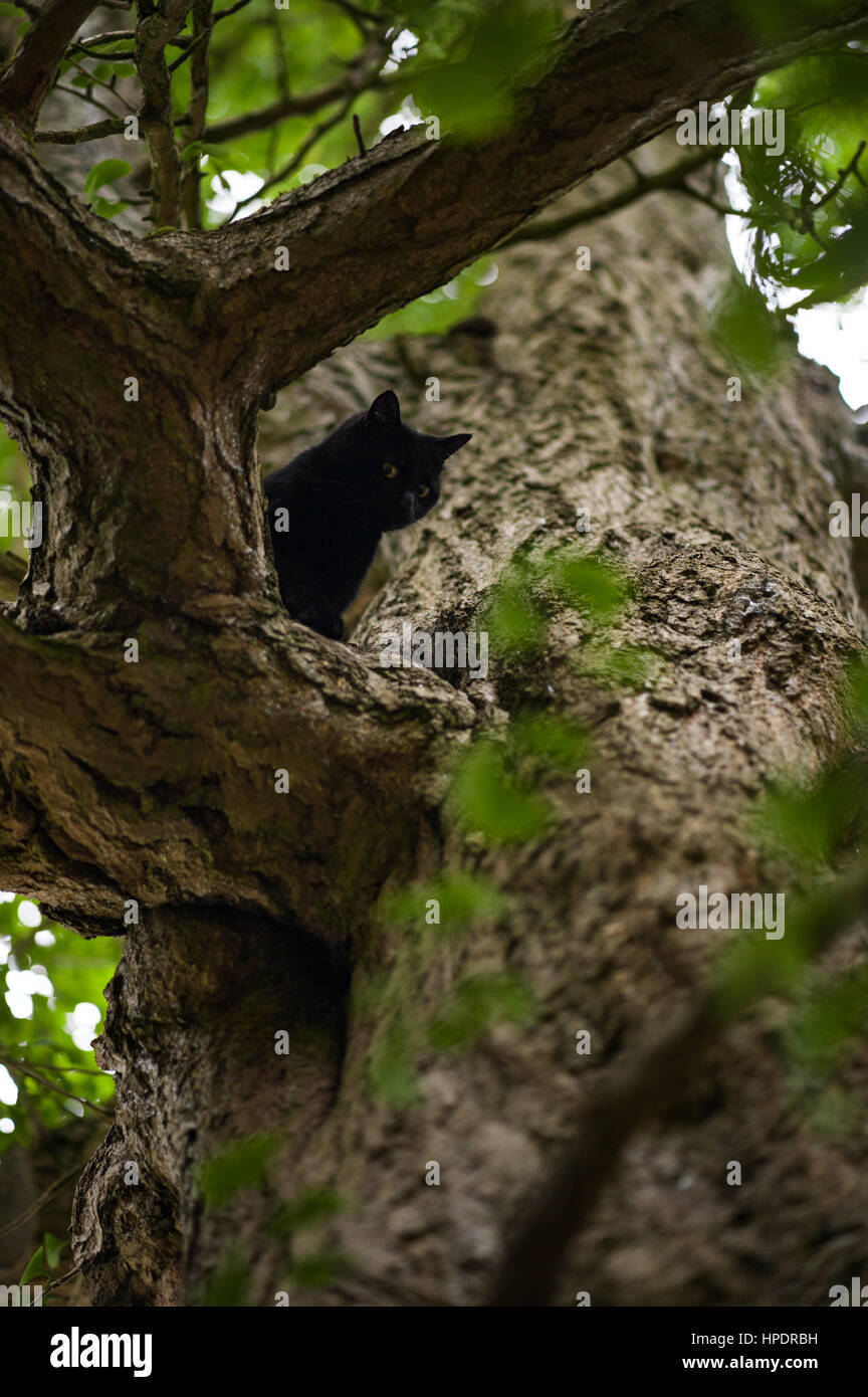 Black cat in a tree Stock Photo - Alamy