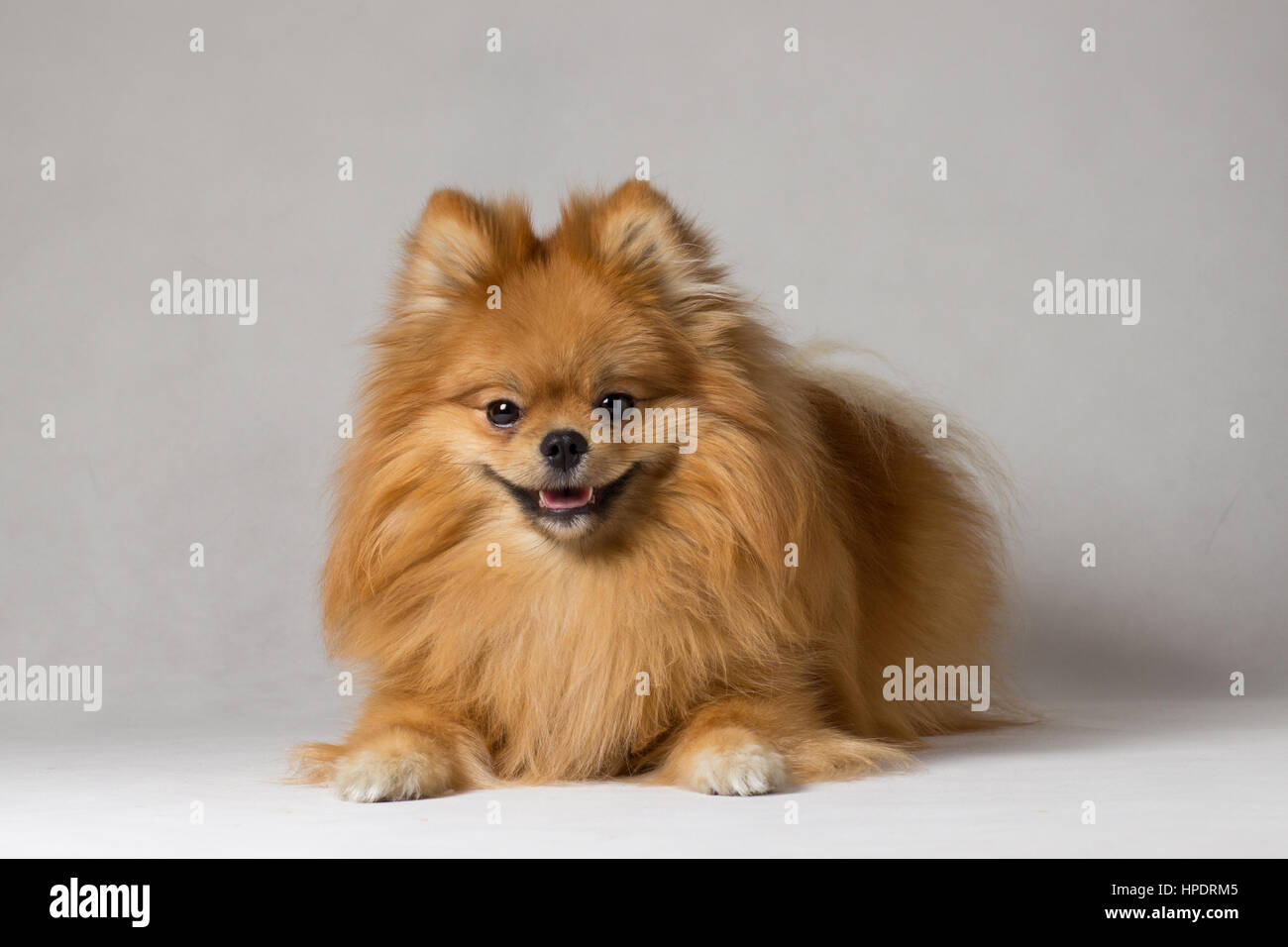 Auburn smiling dog breed in the studio Spitz Stock Photo - Alamy