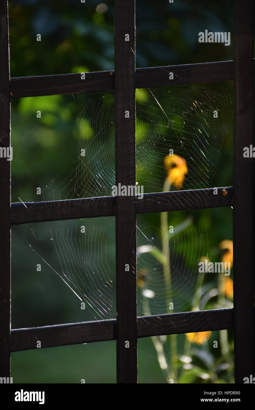 Window with spider web hi-res stock photography and images - Alamy